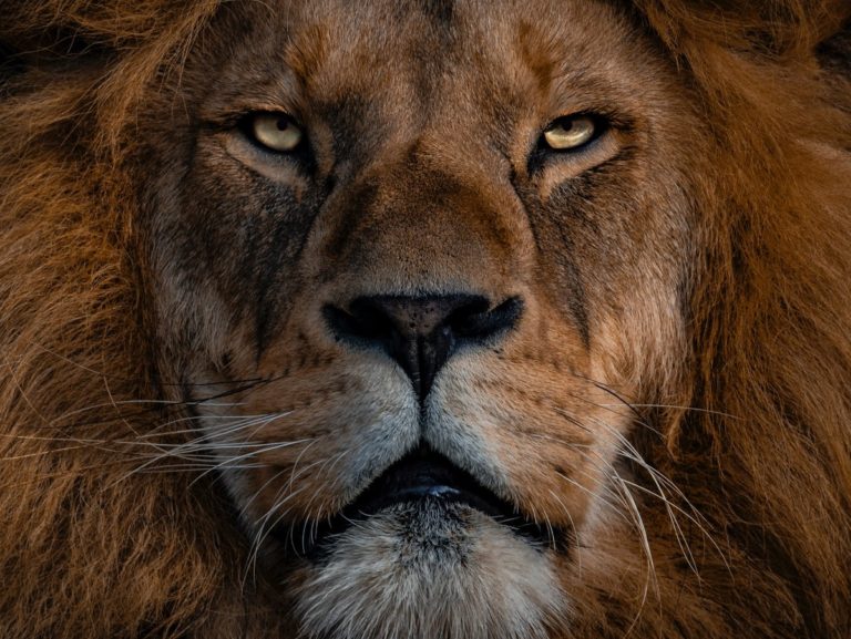 ¿Gato o León? Tú Decides...